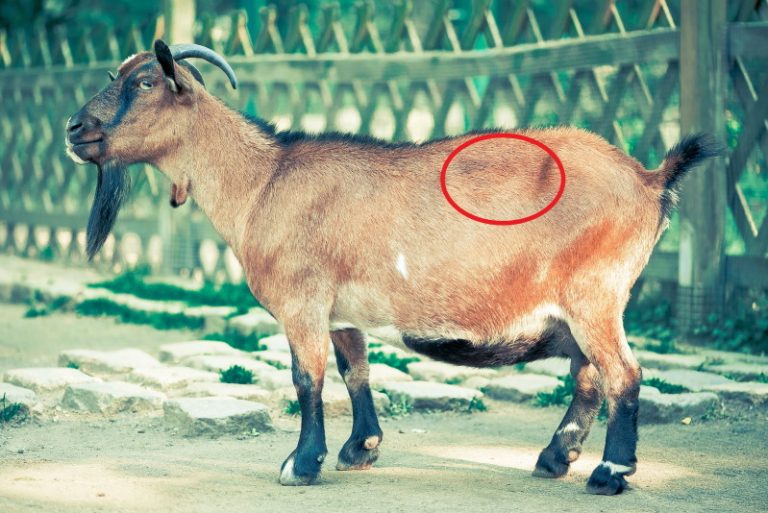 Goat Bloat: Symptoms, Treatment, and Prevention - Goat Journal
